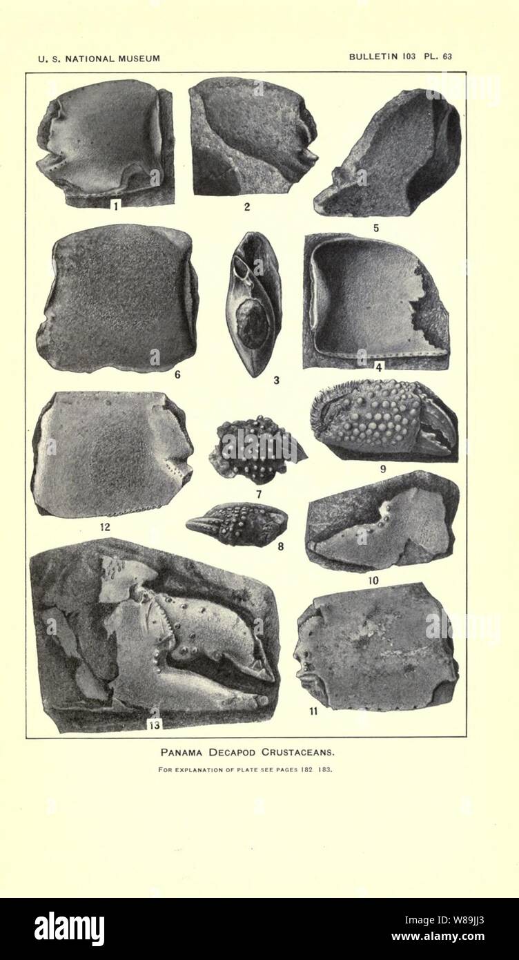 Decapod crustaceans from the Panama region Stock Photo - Alamy