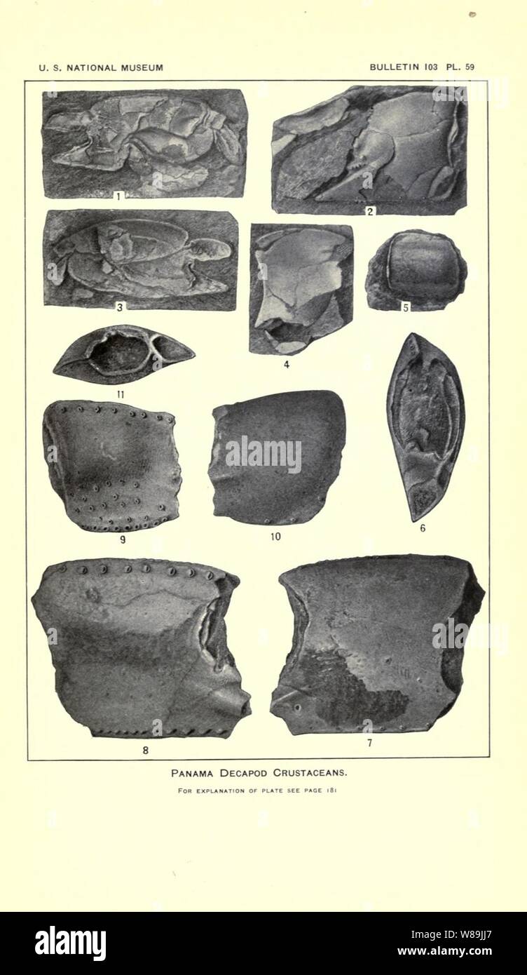 Decapod crustaceans from the Panama region Stock Photo - Alamy