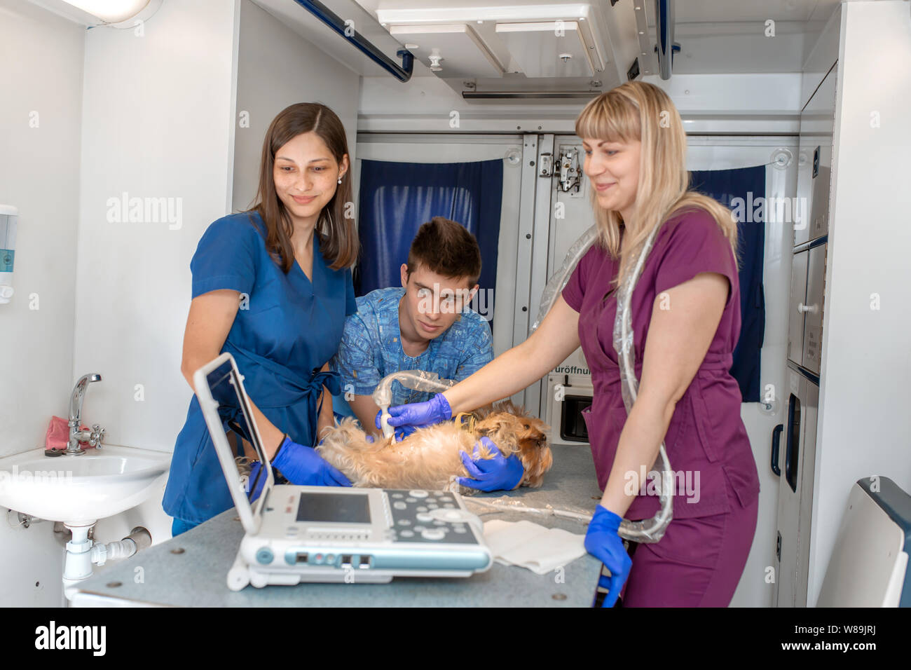 Professional pet doctors doing ultrasound scan for dog breed yorkshire ...