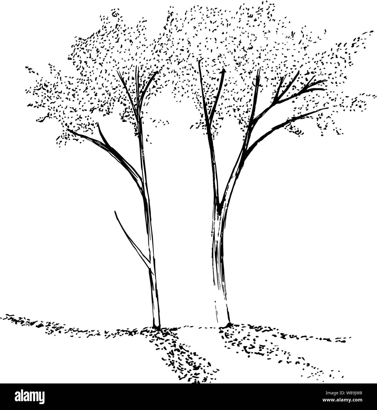 Black white picture of tree branches. The play of light and shadow ...