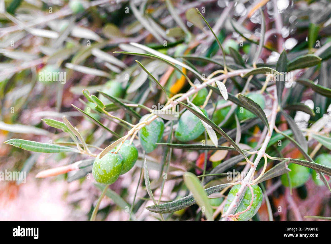 Fresh green olives hanging on hi-res stock photography and images - Alamy