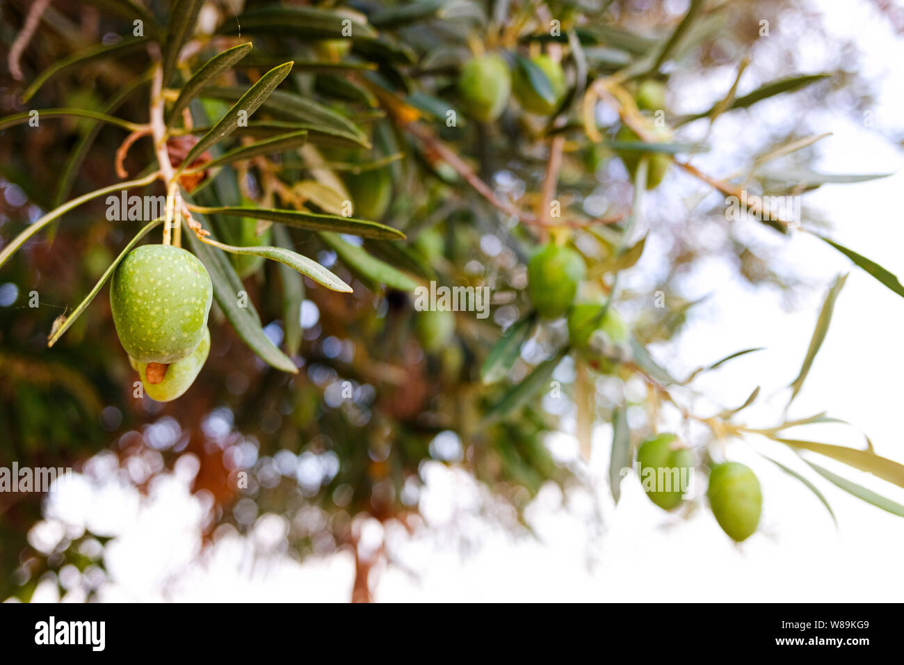 Fresh green olives hanging on hi-res stock photography and images - Alamy