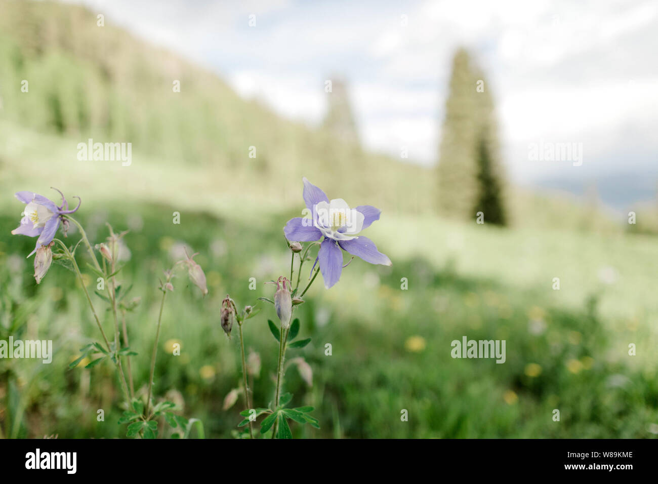 Colorado flower field hi-res stock photography and images - Alamy