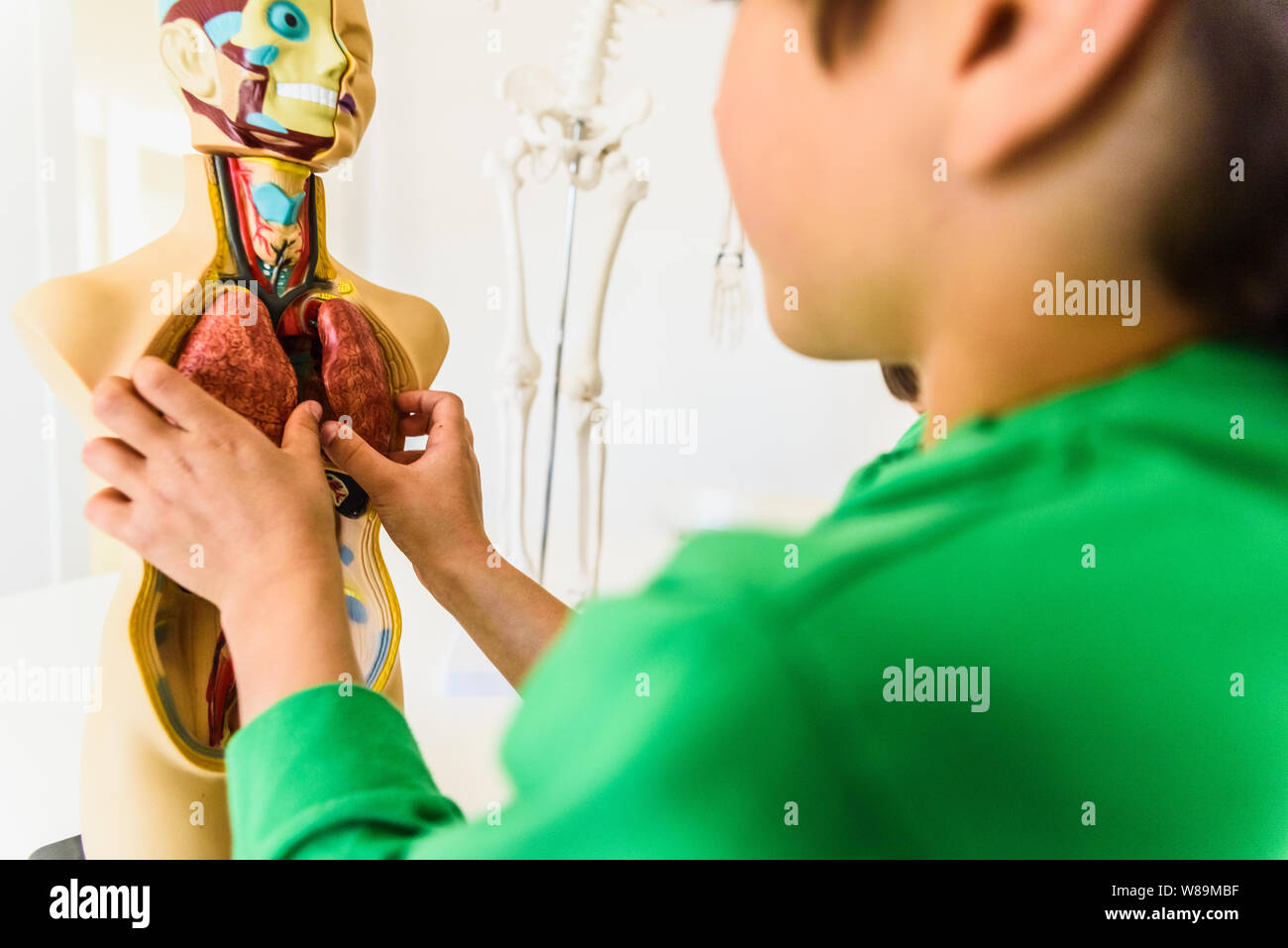 Biology mannequin hi-res stock photography and images - Alamy