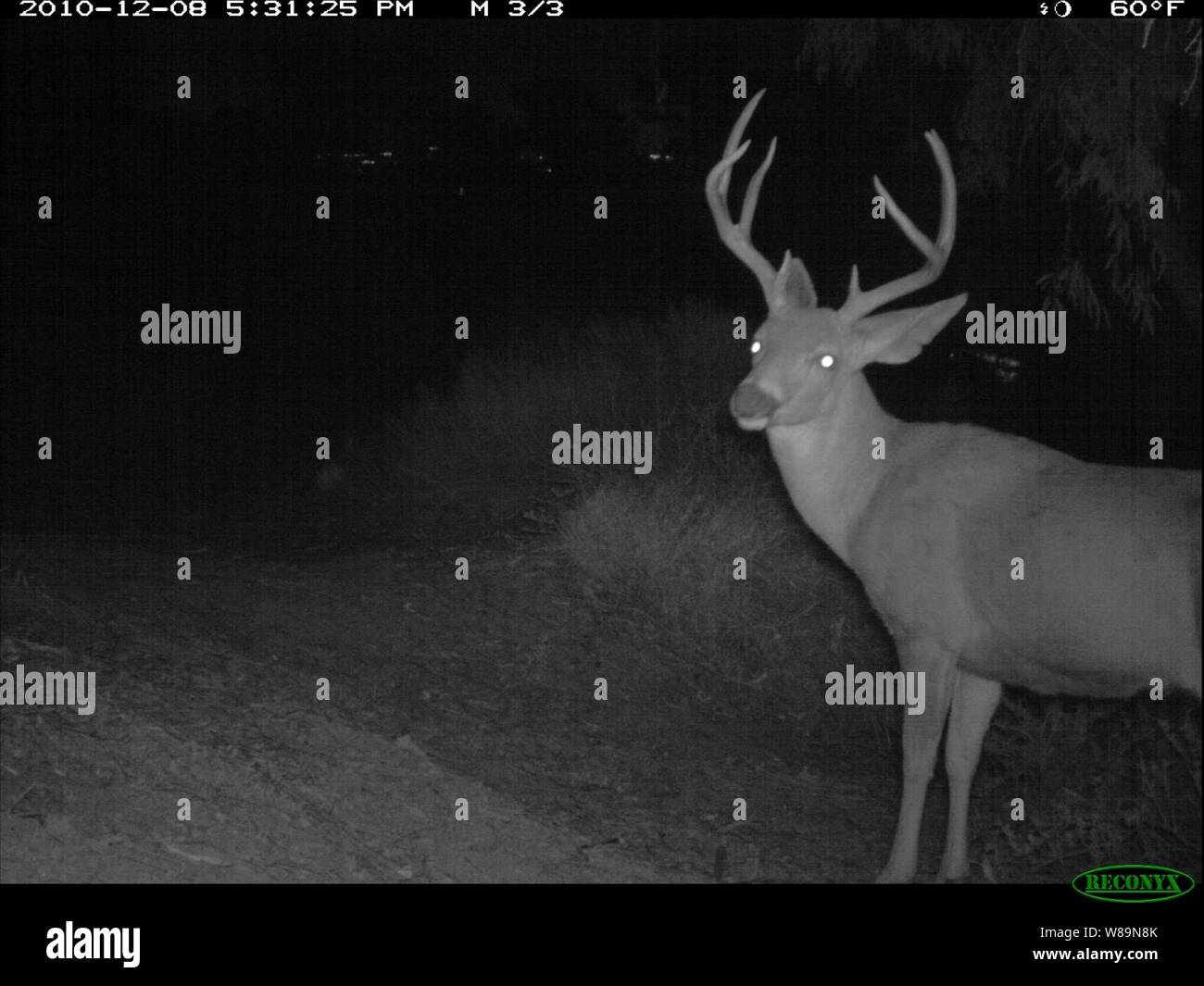 Deer at night hi-res stock photography and images - Alamy