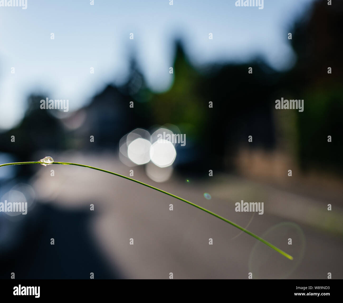 Fir Sap High Resolution Stock Photography and Images - Alamy
