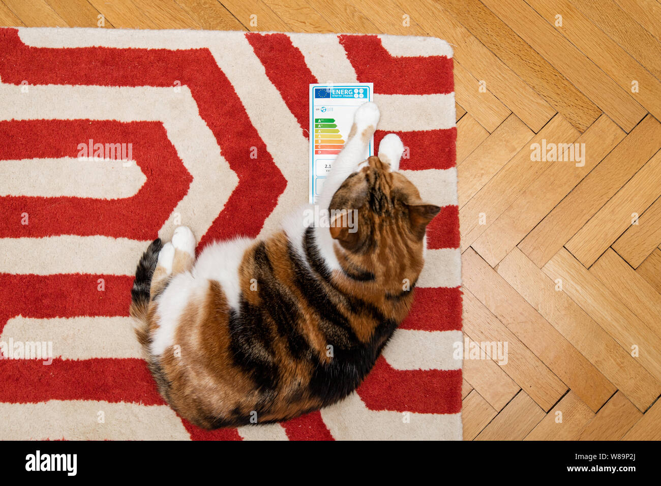 Cat reading the energy label of new portable air conditioner unit AC ...