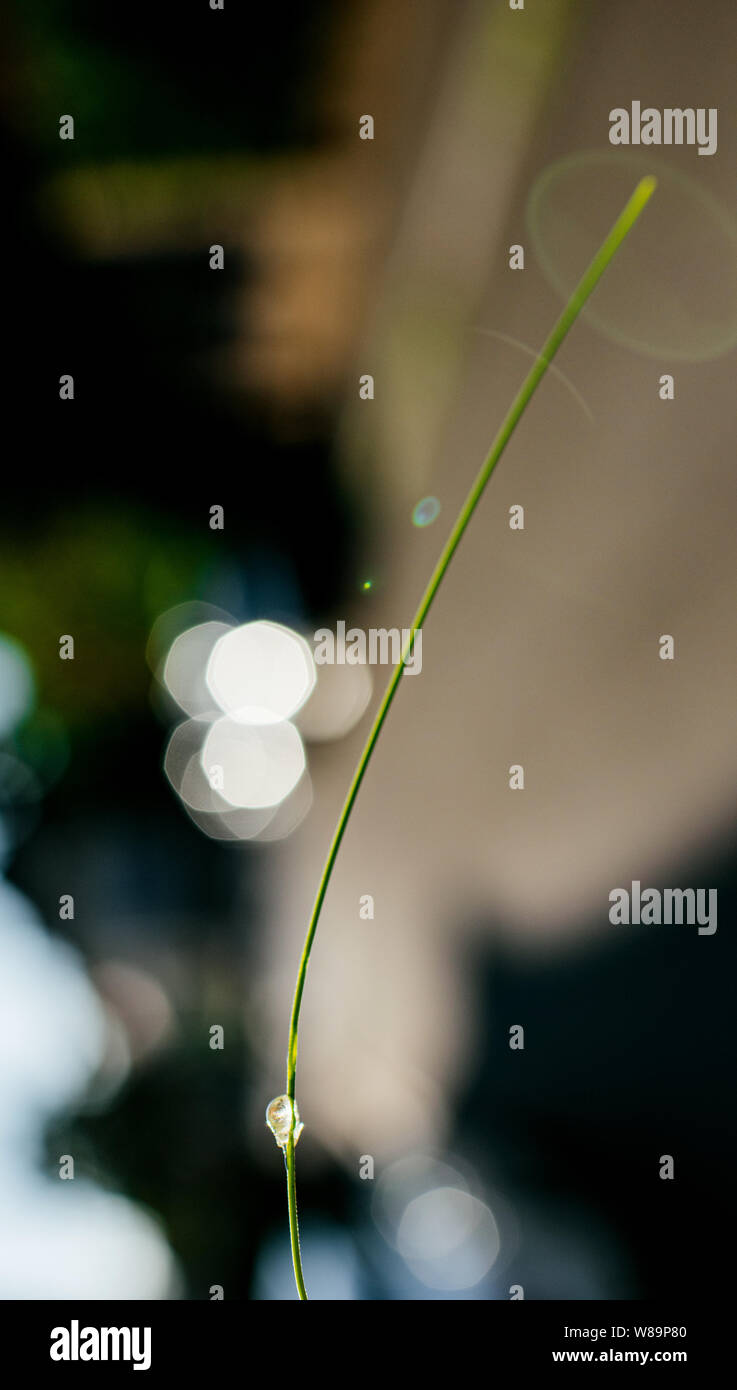 Fir sap hi-res stock photography and images - Alamy