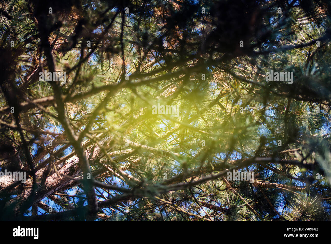 View from below in the pine fir tree forest with branches and lights ...