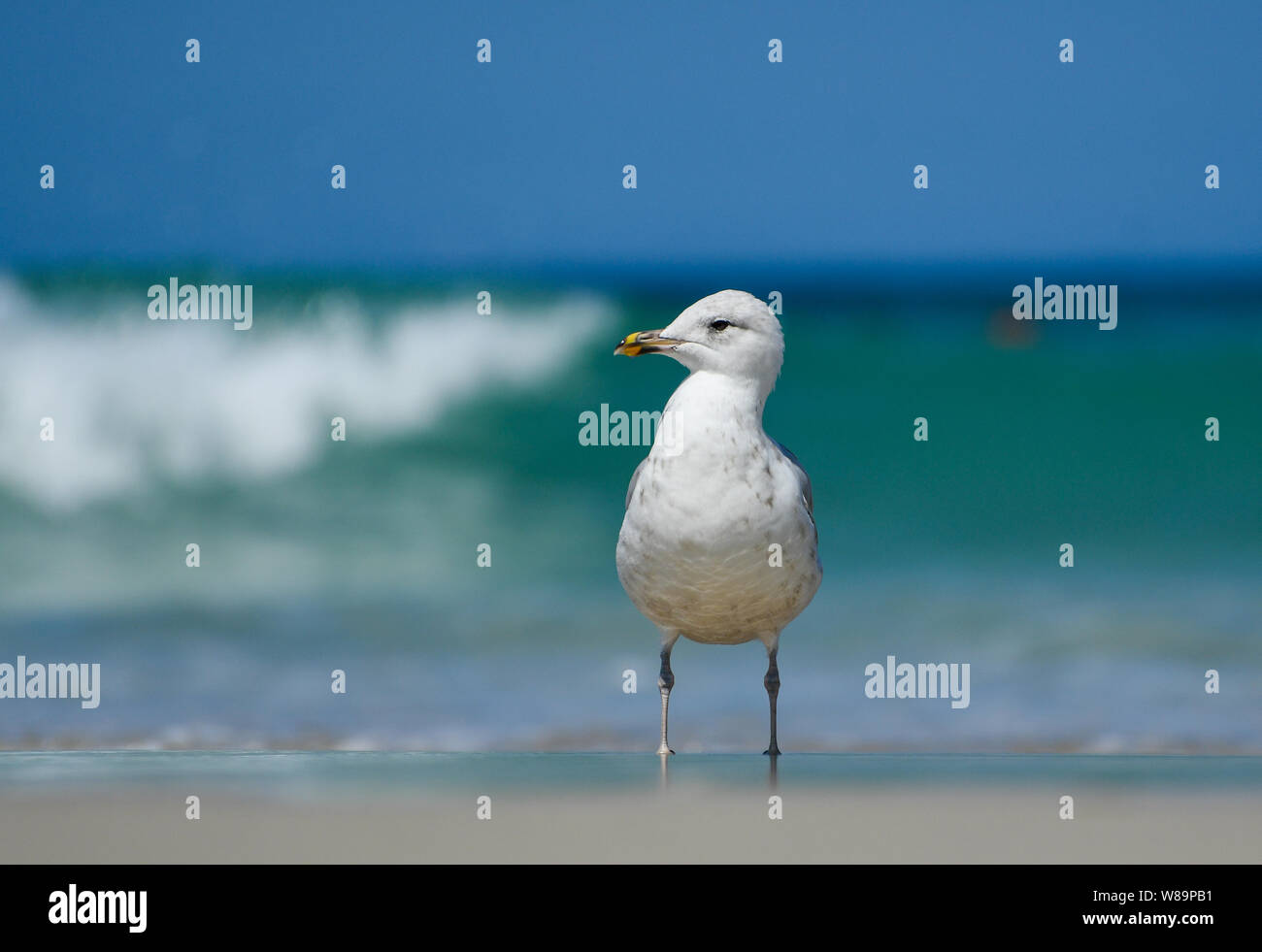 Seagull UK Cornwall Bird Pest St Ives Sennen Cove Stock Photo - Alamy