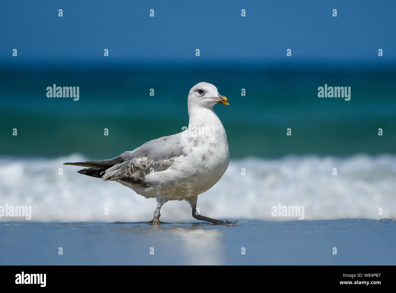 Seagull UK Cornwall Bird Pest St Ives Sennen Cove Stock Photo - Alamy