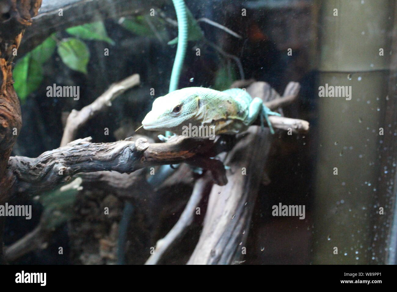 A large green, cold-blooded lizard living in a terrarium Stock Photo ...