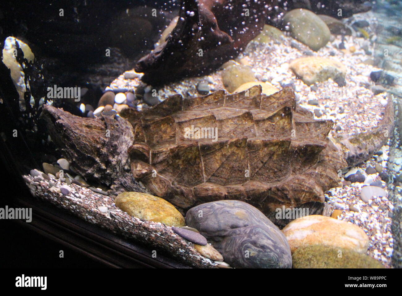 Australian swamp underwater hi-res stock photography and images - Alamy