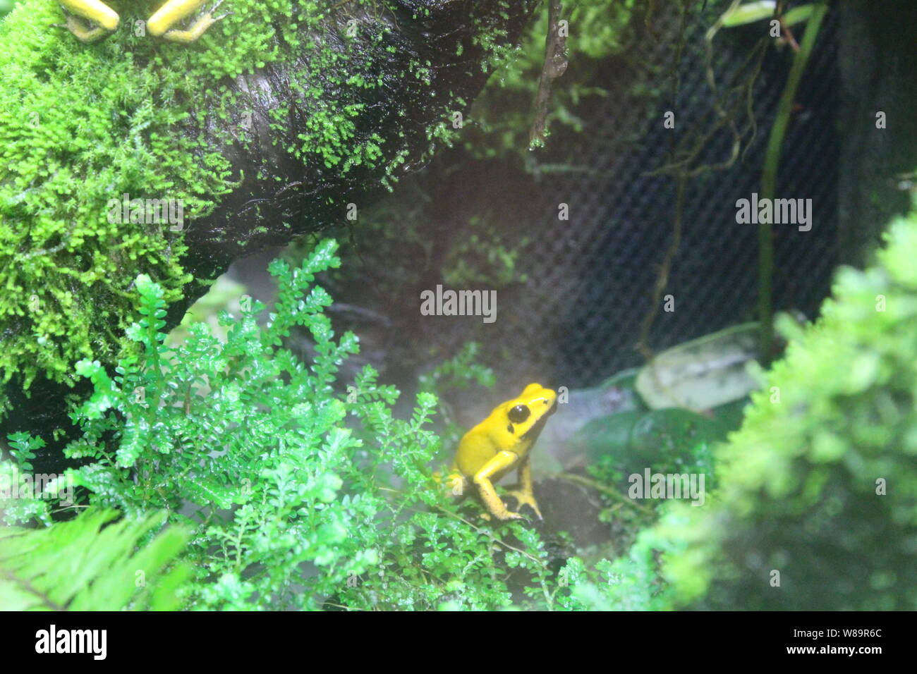 Australian beautiful toad living in the wild Stock Photo - Alamy