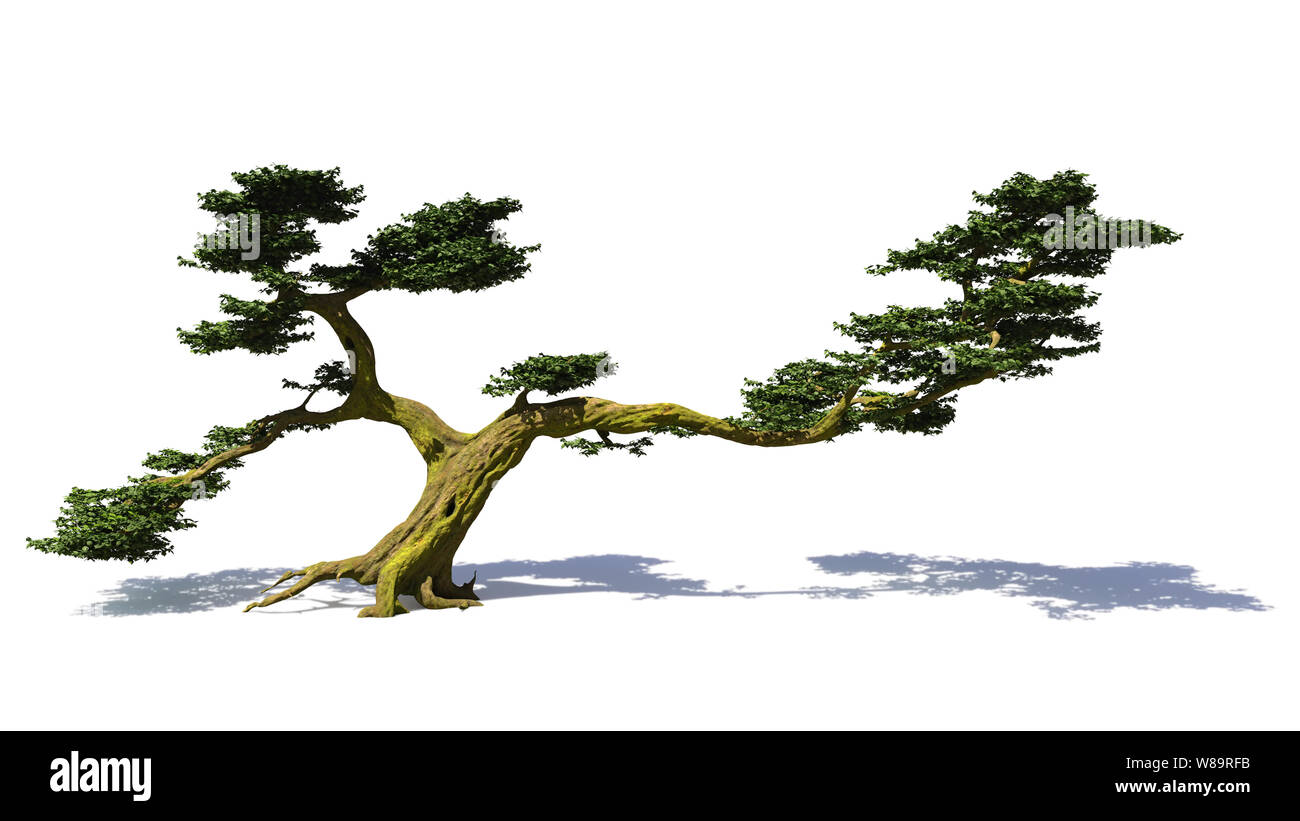 big old and strange fantasy tree, isolated with shadow on white ...