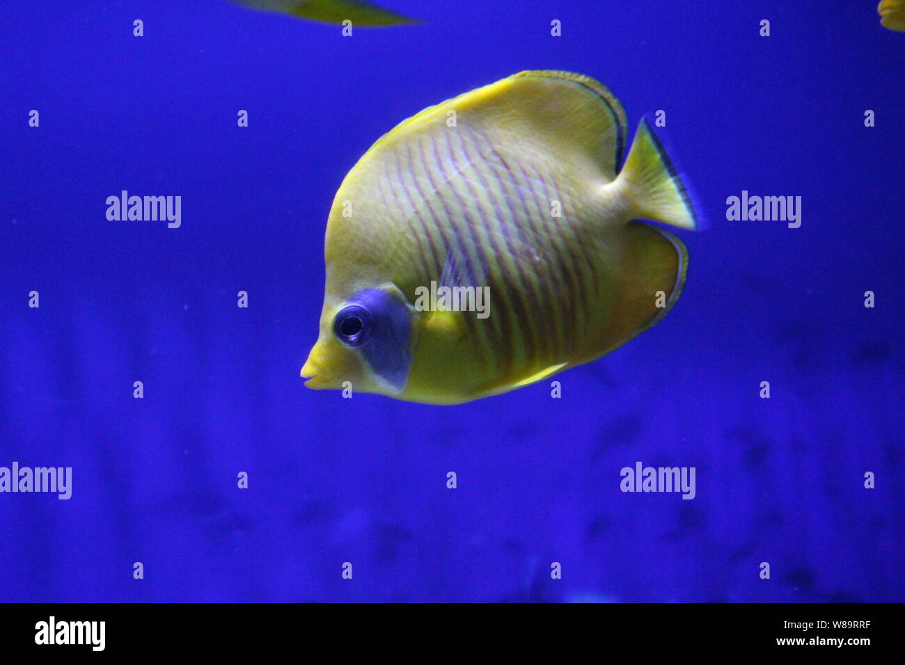 Different jellyfish species hi-res stock photography and images - Alamy