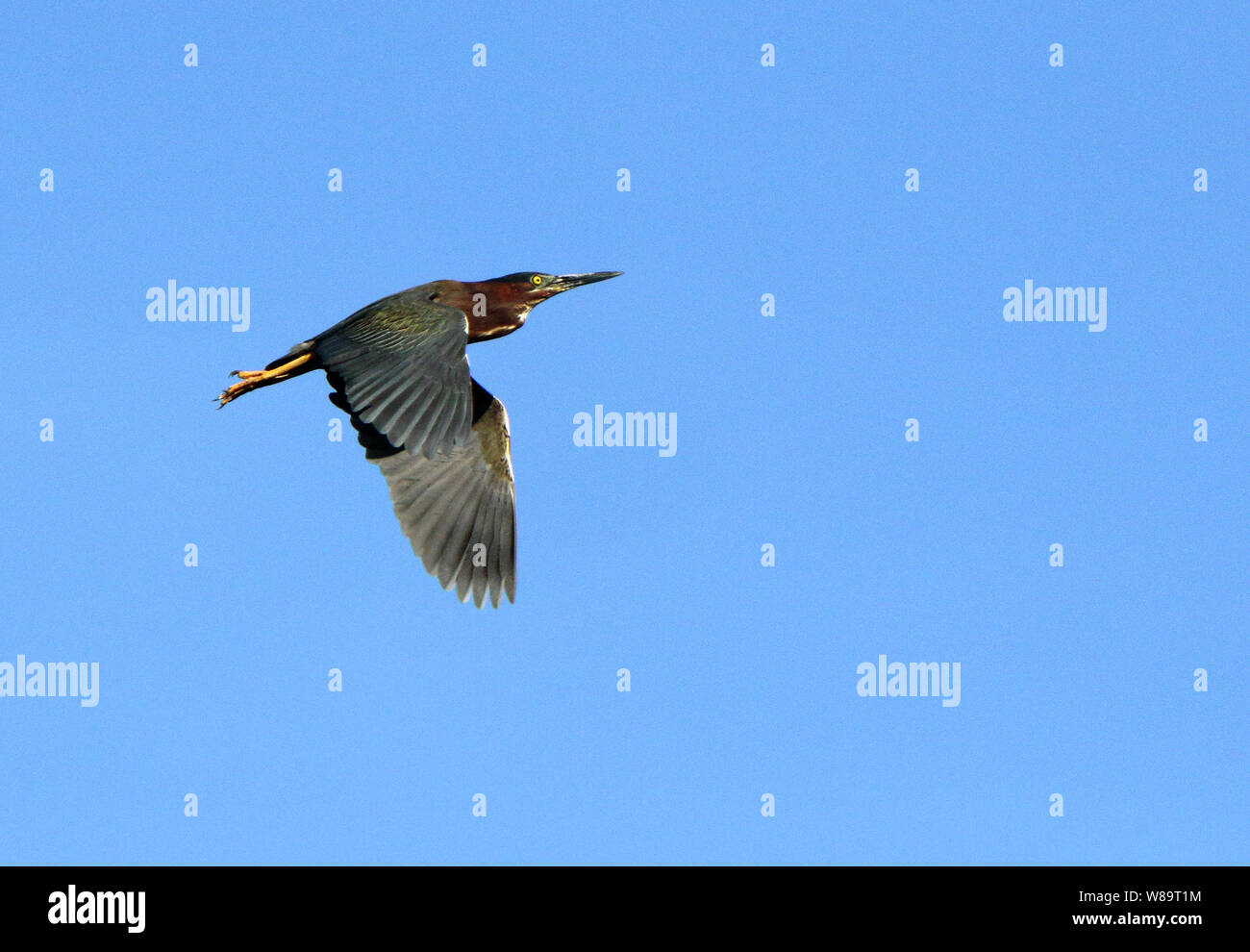 One green heron flying with a blue sky as background in the Harris Neck ...
