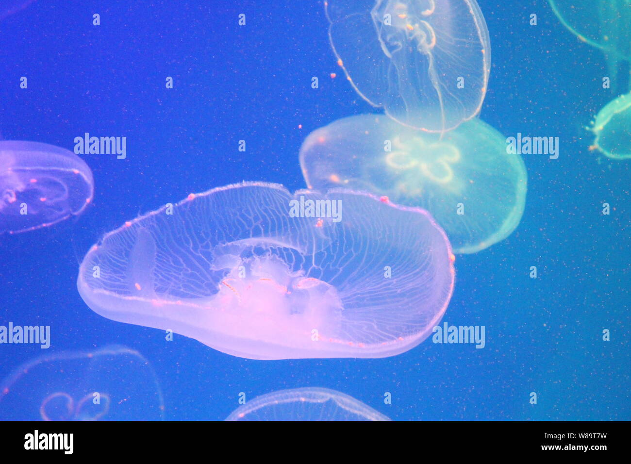Large jellyfish in blue, clear sea water Stock Photo - Alamy