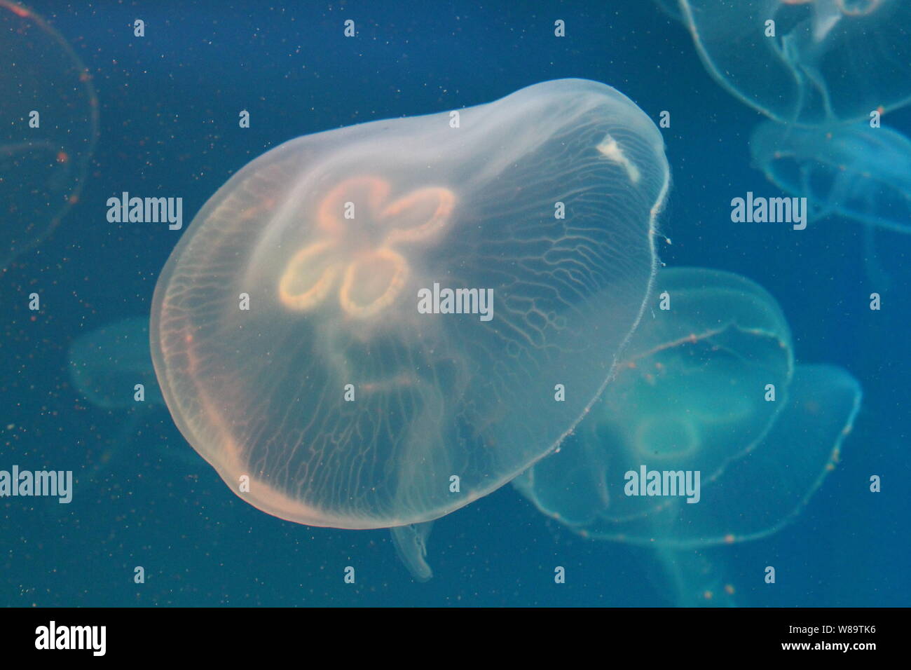 Carp in jelly hi-res stock photography and images - Alamy