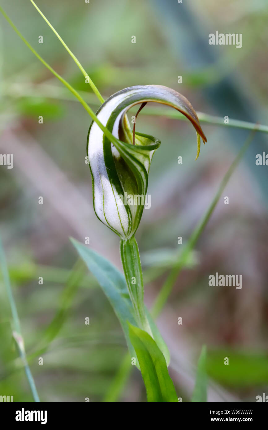 Green Hood Orchid Pterostylis grandiflora Australia Stock Photo - Alamy