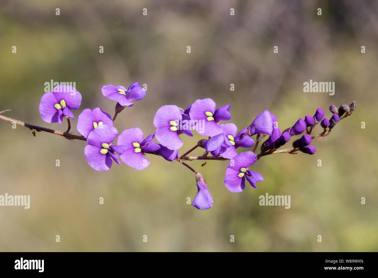 Mirbelia speciosa hi-res stock photography and images - Alamy
