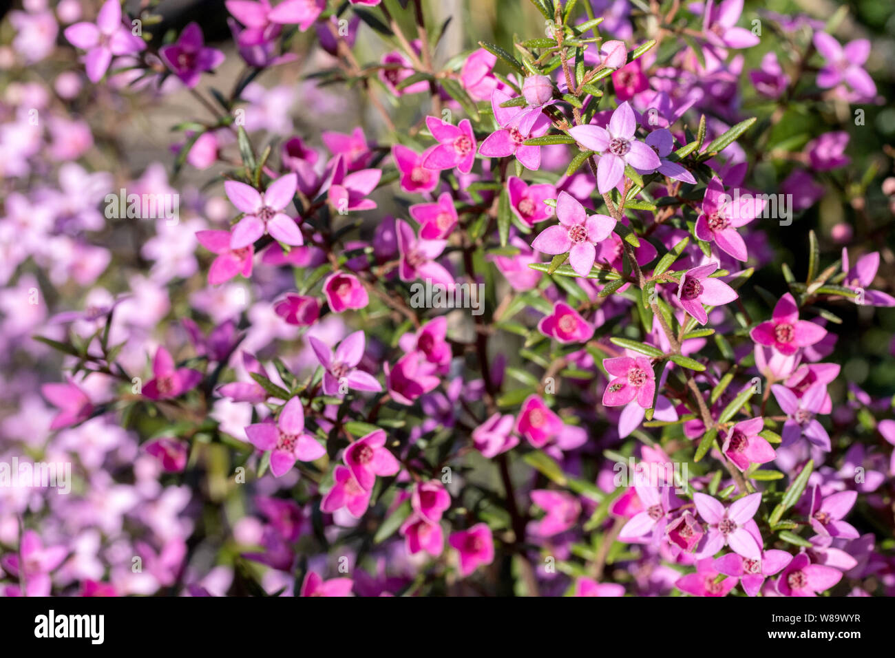 Boronia plant flowers hi-res stock photography and images - Alamy