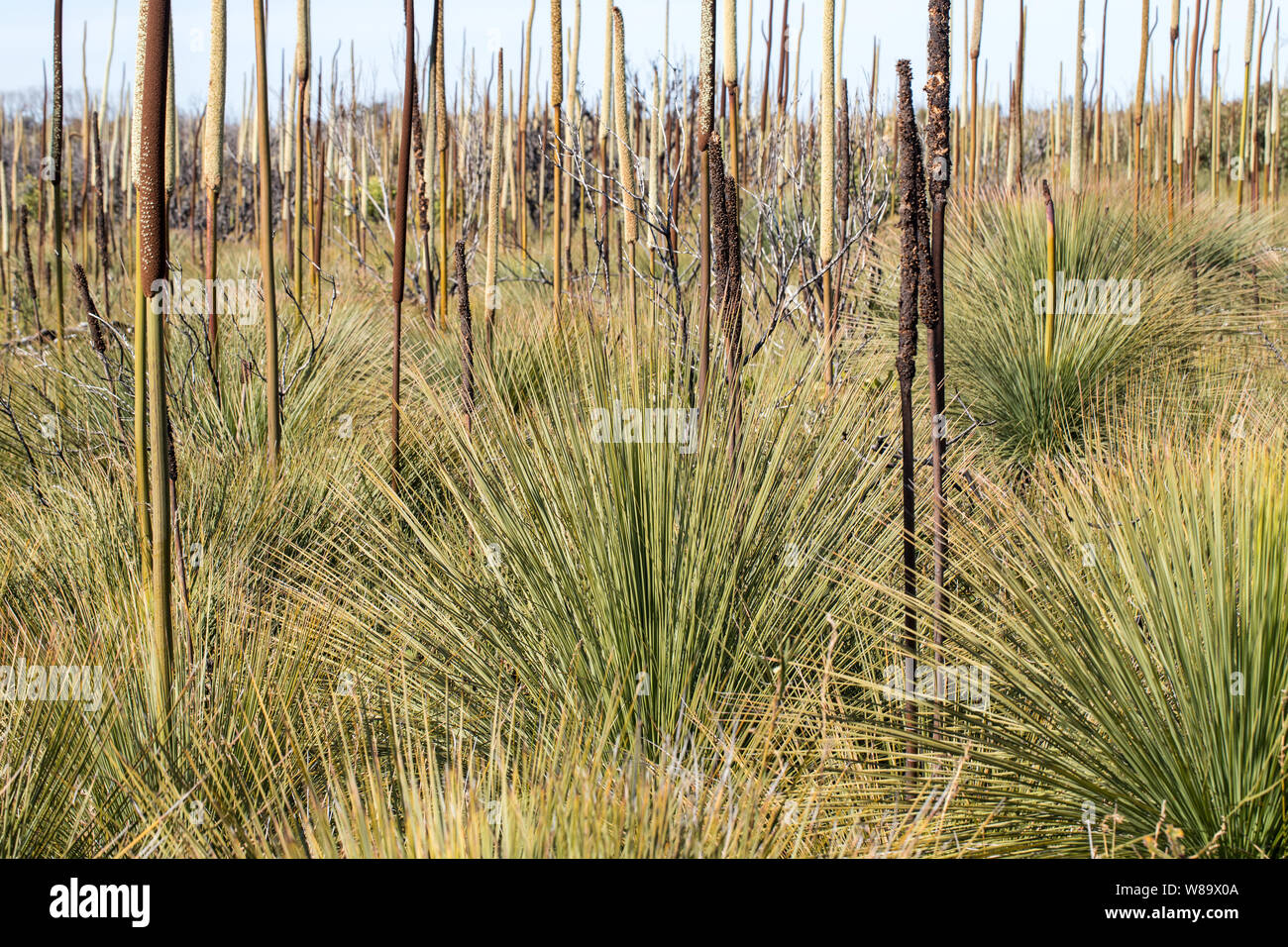 Oval Grass Tree Xanthorrhoea resinifera Australia Stock Photo - Alamy