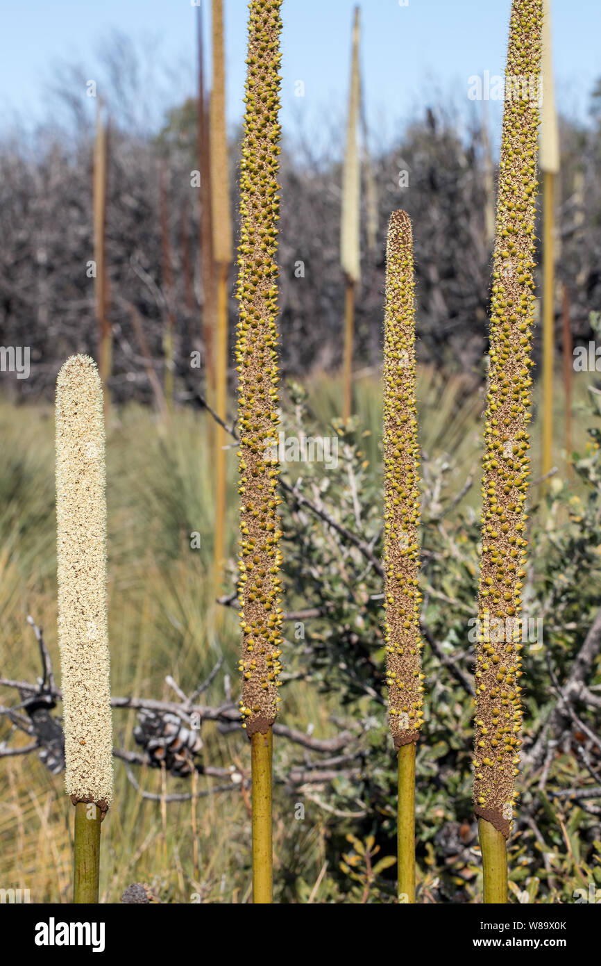 Oval Grass Tree Xanthorrhoea resinifera Australia Stock Photo - Alamy