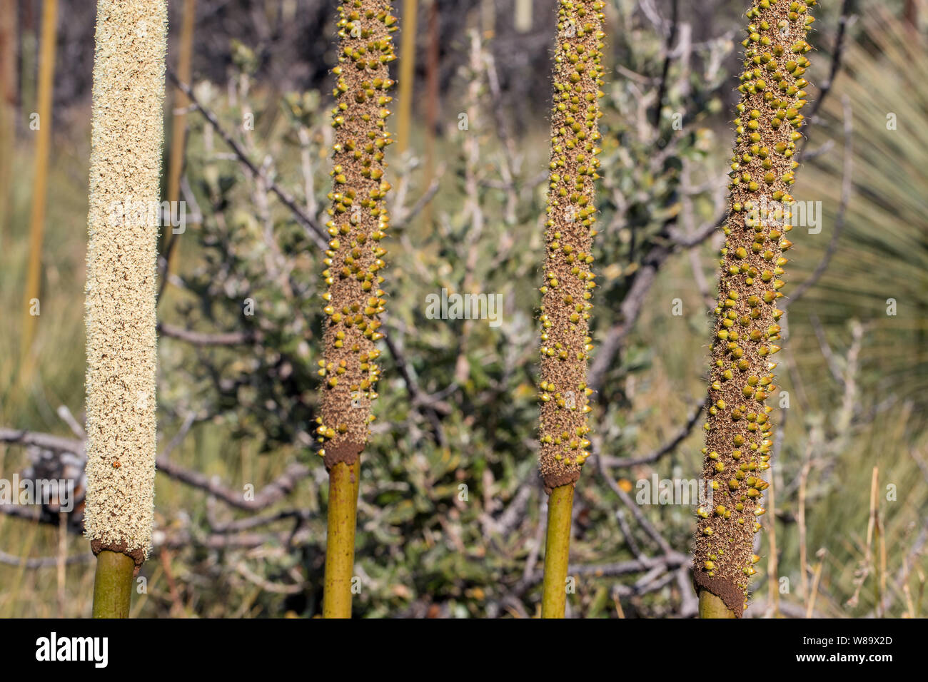 Oval Grass Tree Xanthorrhoea resinifera Australia Stock Photo - Alamy