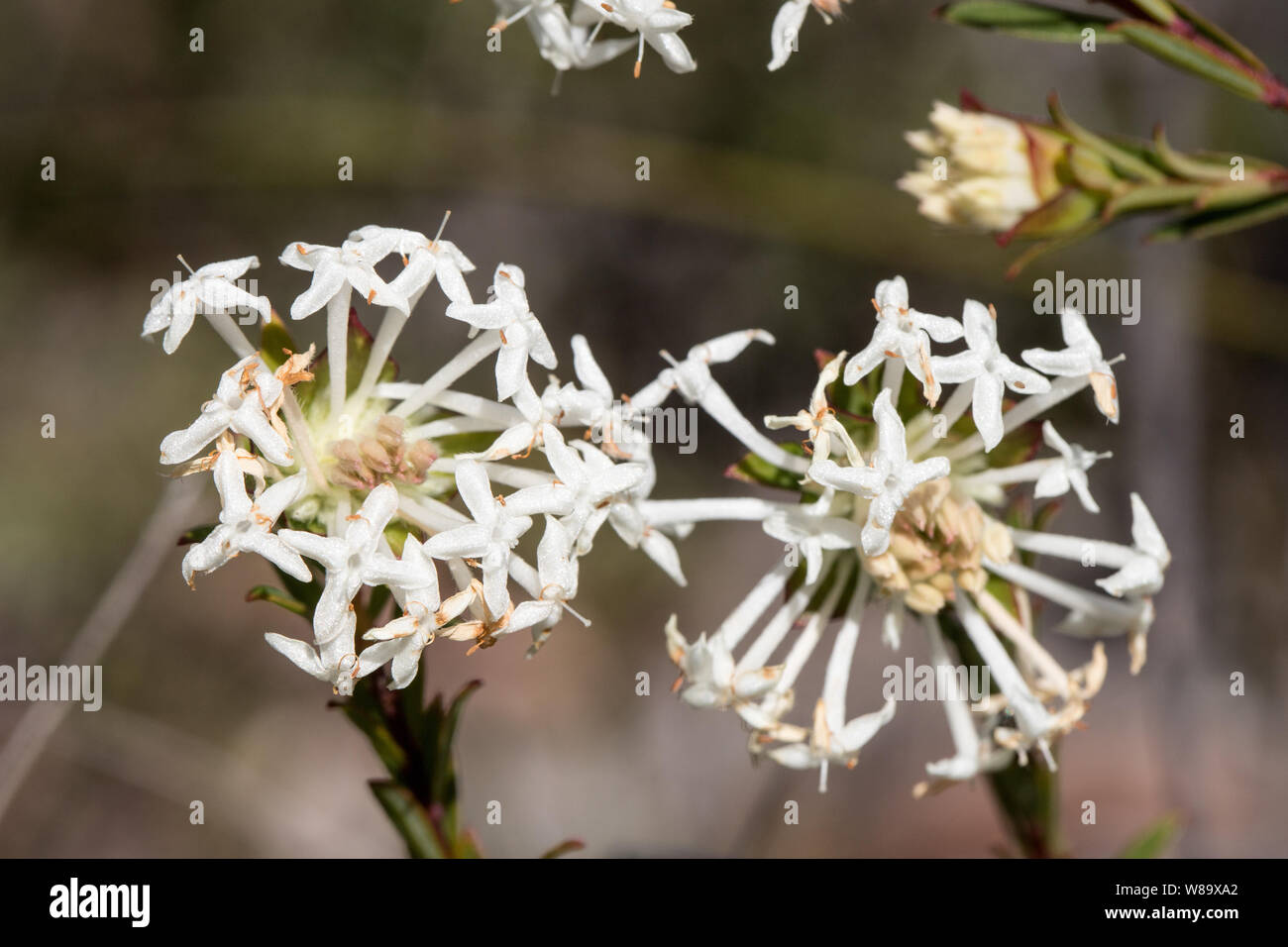Slender Rice Flower Pimelea linifolia Australia Stock Photo - Alamy