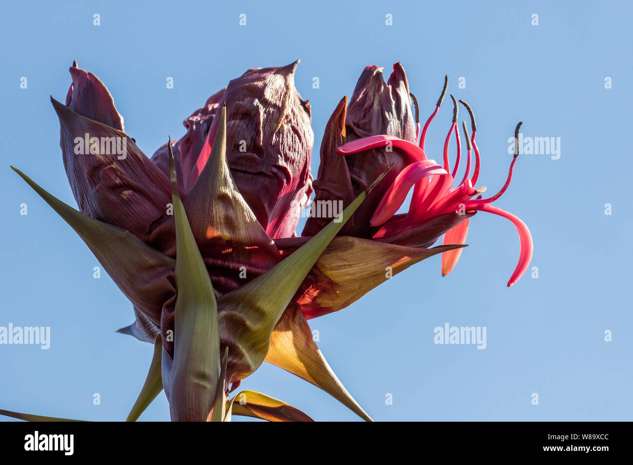 Gymea Lily Doryanthes excelsa Australia Stock Photo - Alamy