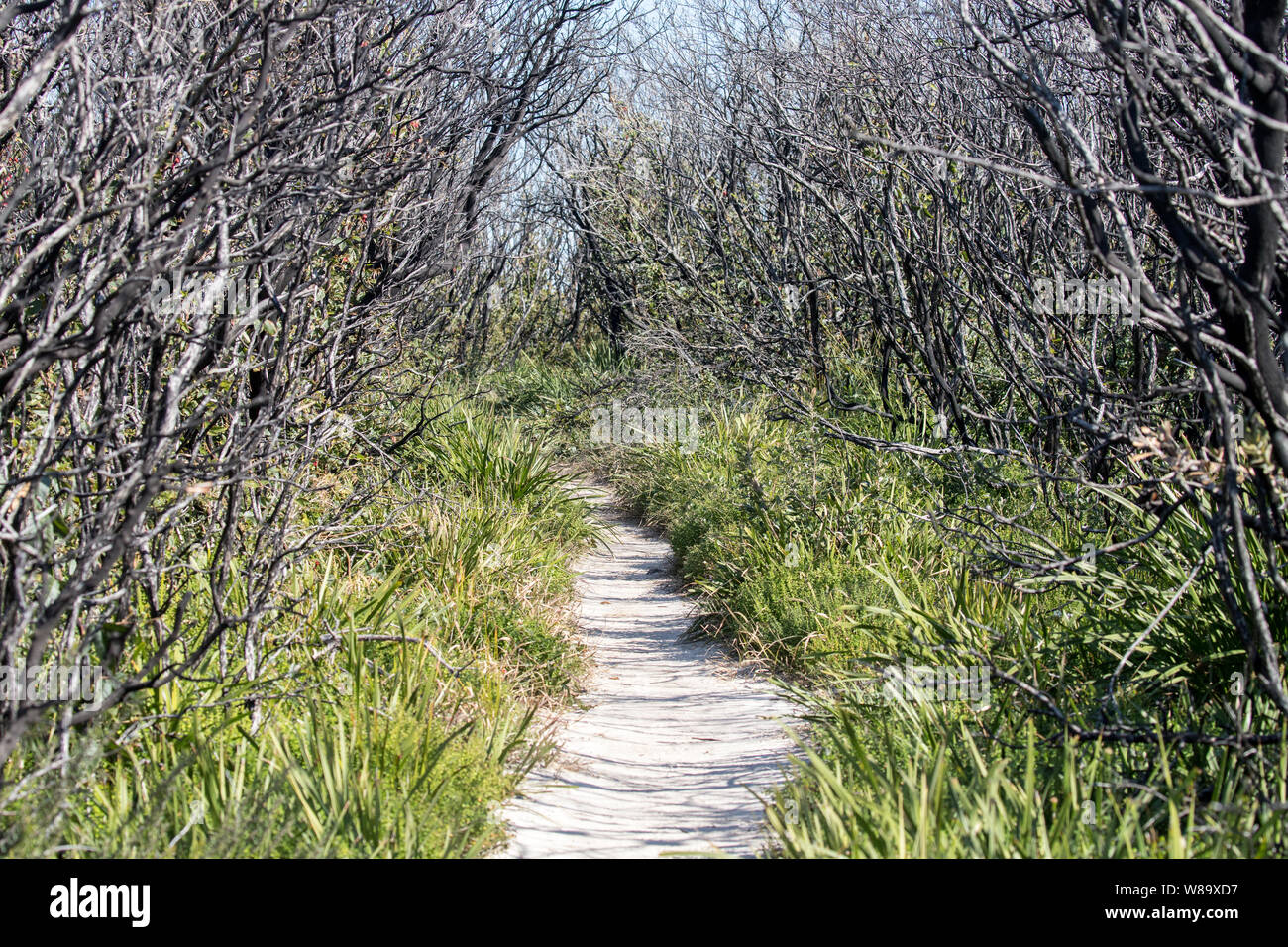 Burnt trees and regrowth after bushfire Stock Photo - Alamy