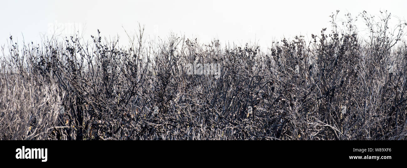 Burnt and dead plants after bushfire Stock Photo - Alamy