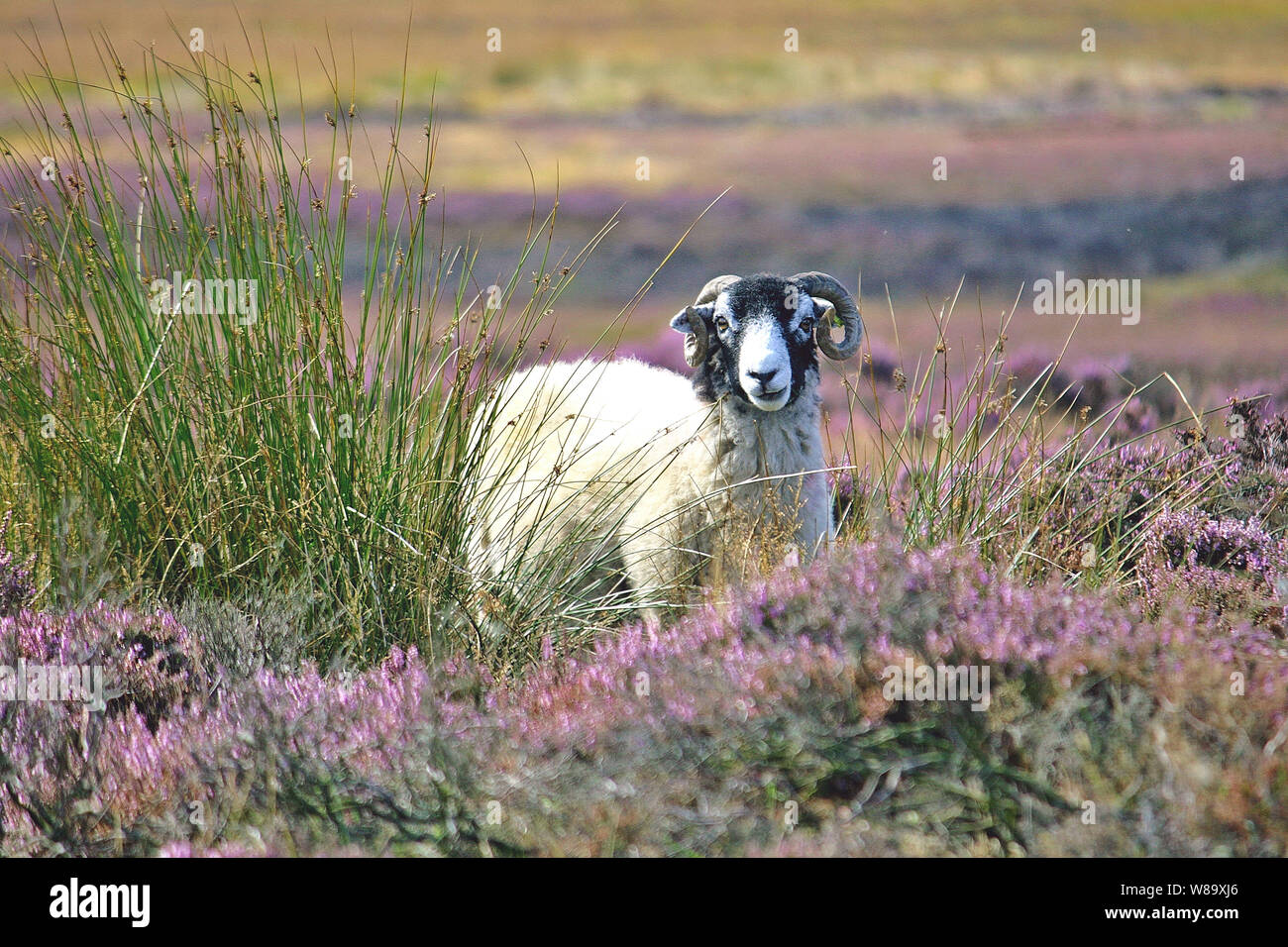 Swaledale sheep are noted for their off-white wool and curled horns ...