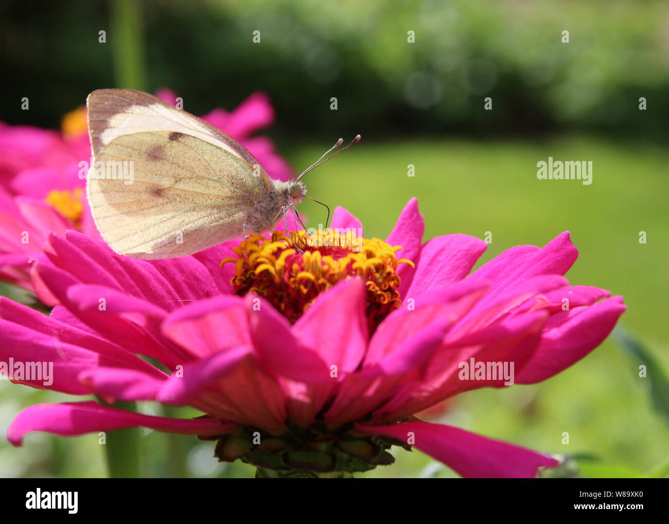 English butterfly hi-res stock photography and images - Alamy