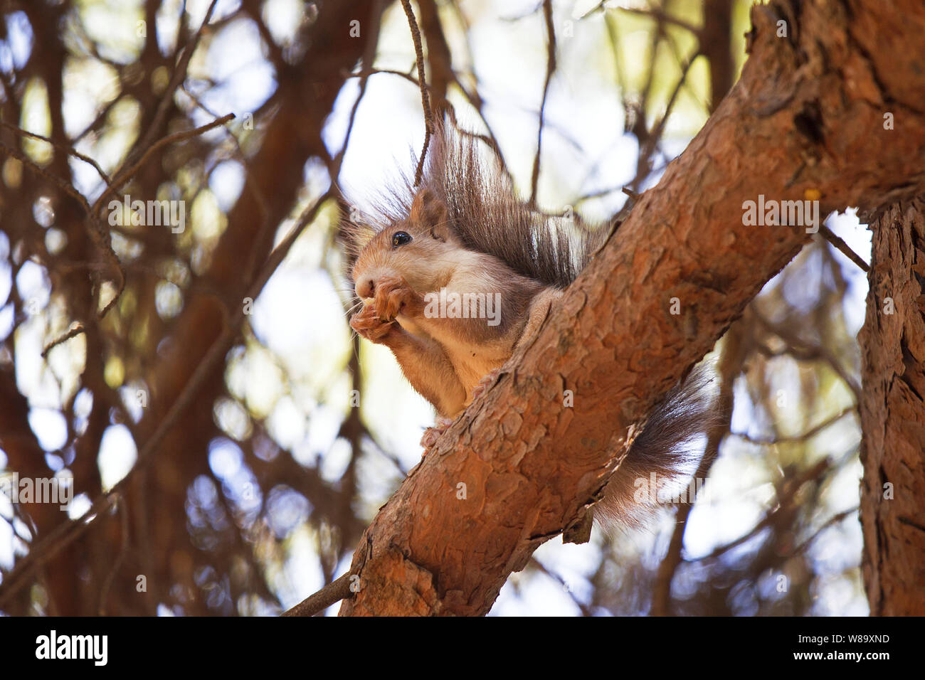 Rodent spain spanish wildlife hi-res stock photography and images - Alamy