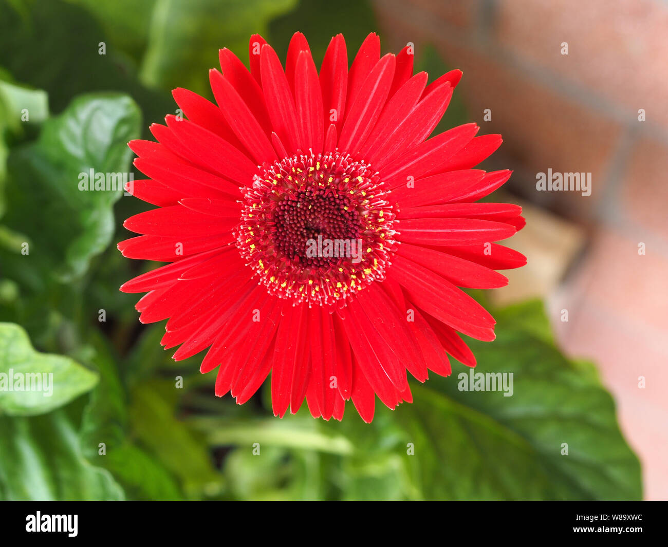 red flower of plant gerbera (Gerbera Hybrida) daisy Stock Photo - Alamy