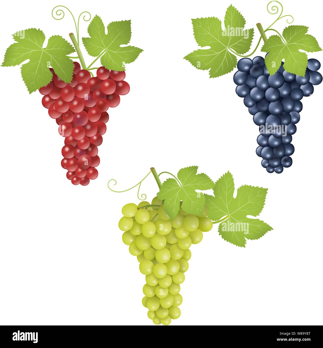 Grape bunches Stock Vector Images - Alamy
