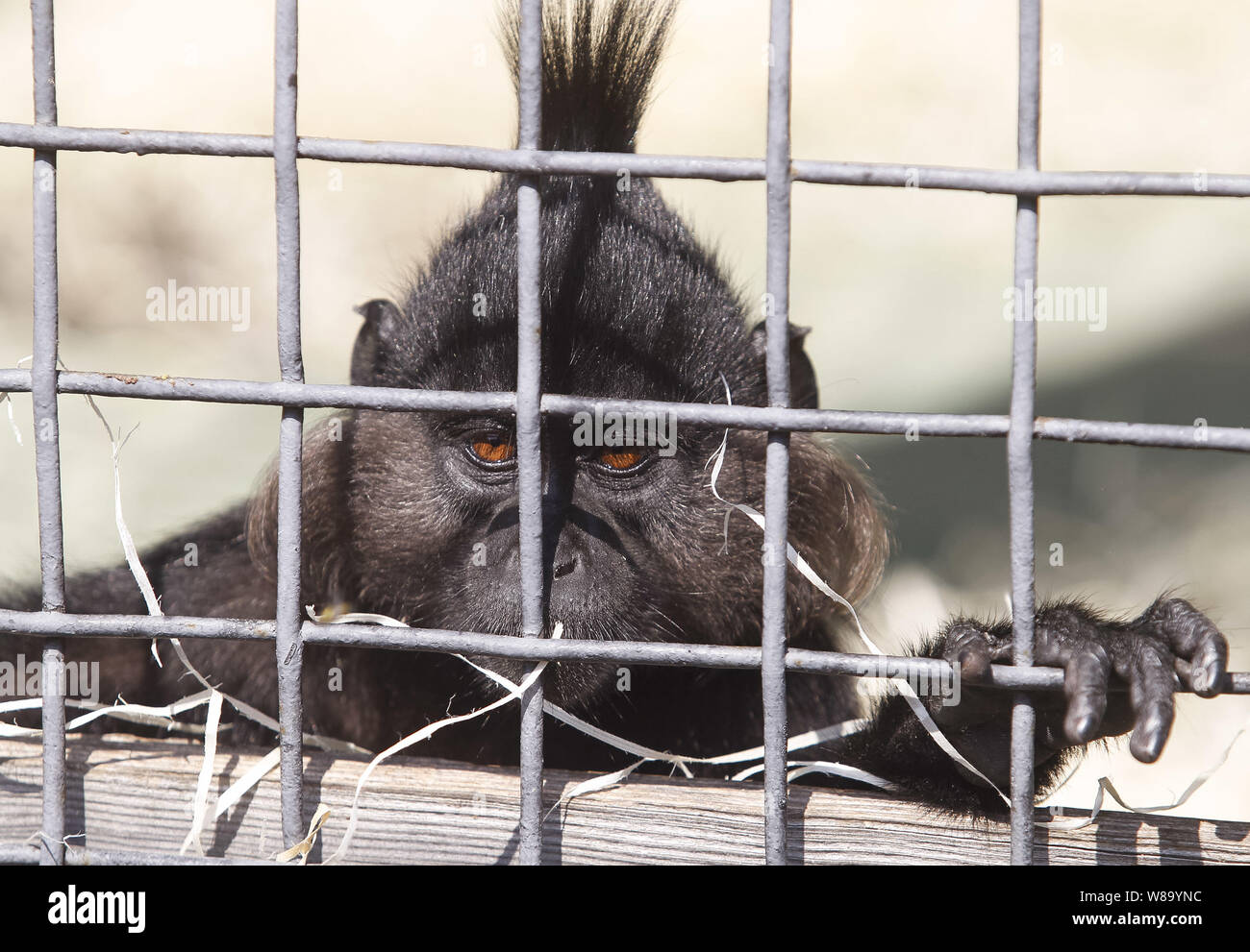 Kiev, Ukraine. 8th Aug, 2019. A monkey is seen in a cage at the Kyiv ...