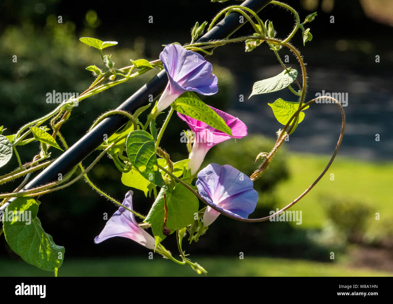 Twisted flowers hi-res stock photography and images - Alamy