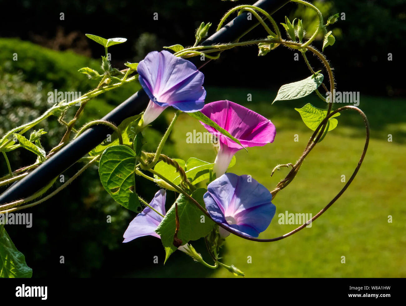 Entangled flowers hi-res stock photography and images - Alamy