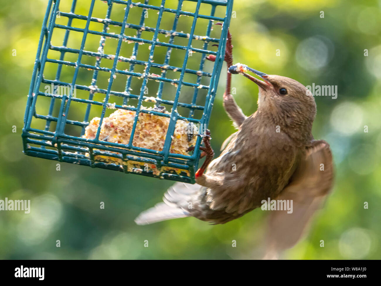 A tasty snack Stock Photo - Alamy