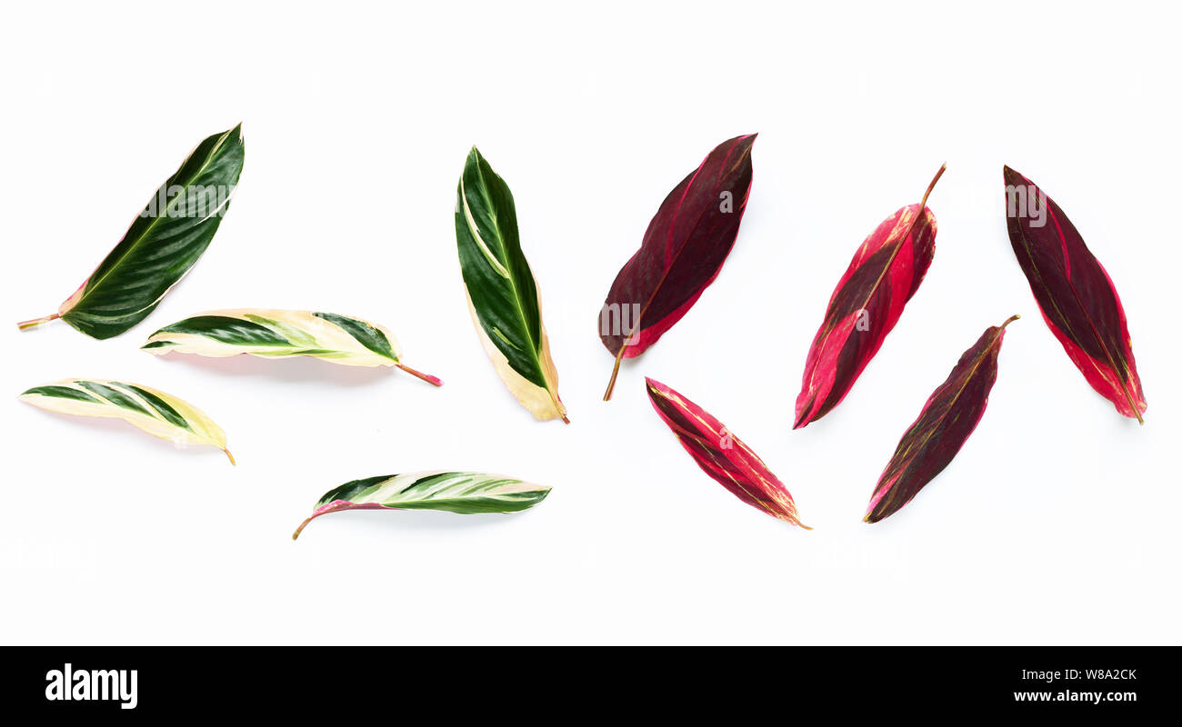 Calathea leaves on white background. Top view Stock Photo - Alamy