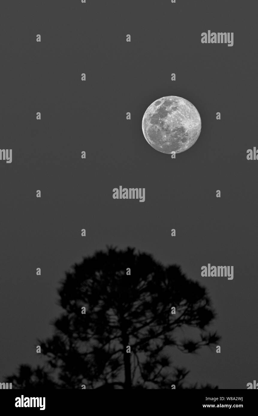Full moon with tree silhouette Stock Photo - Alamy
