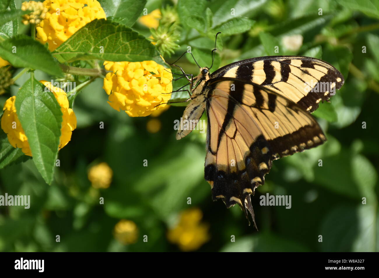 Yellow tiger swallowtail butterfly displaying wings hi-res stock ...