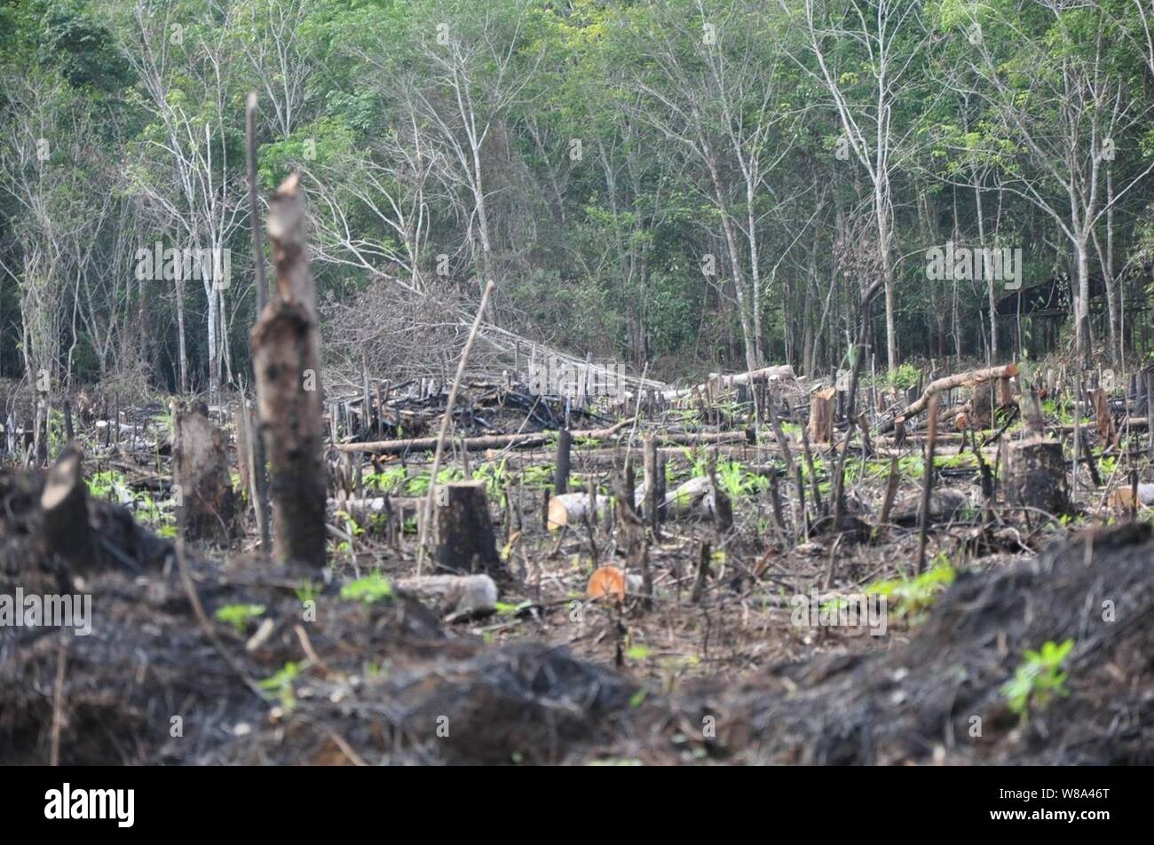 Deforestation site (18418058486 Stock Photo - Alamy
