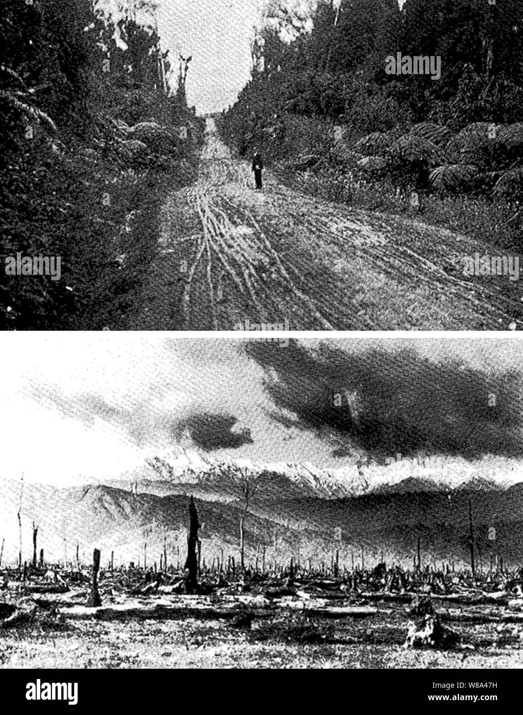 Deforestation Black and White Stock Photos & Images - Alamy
