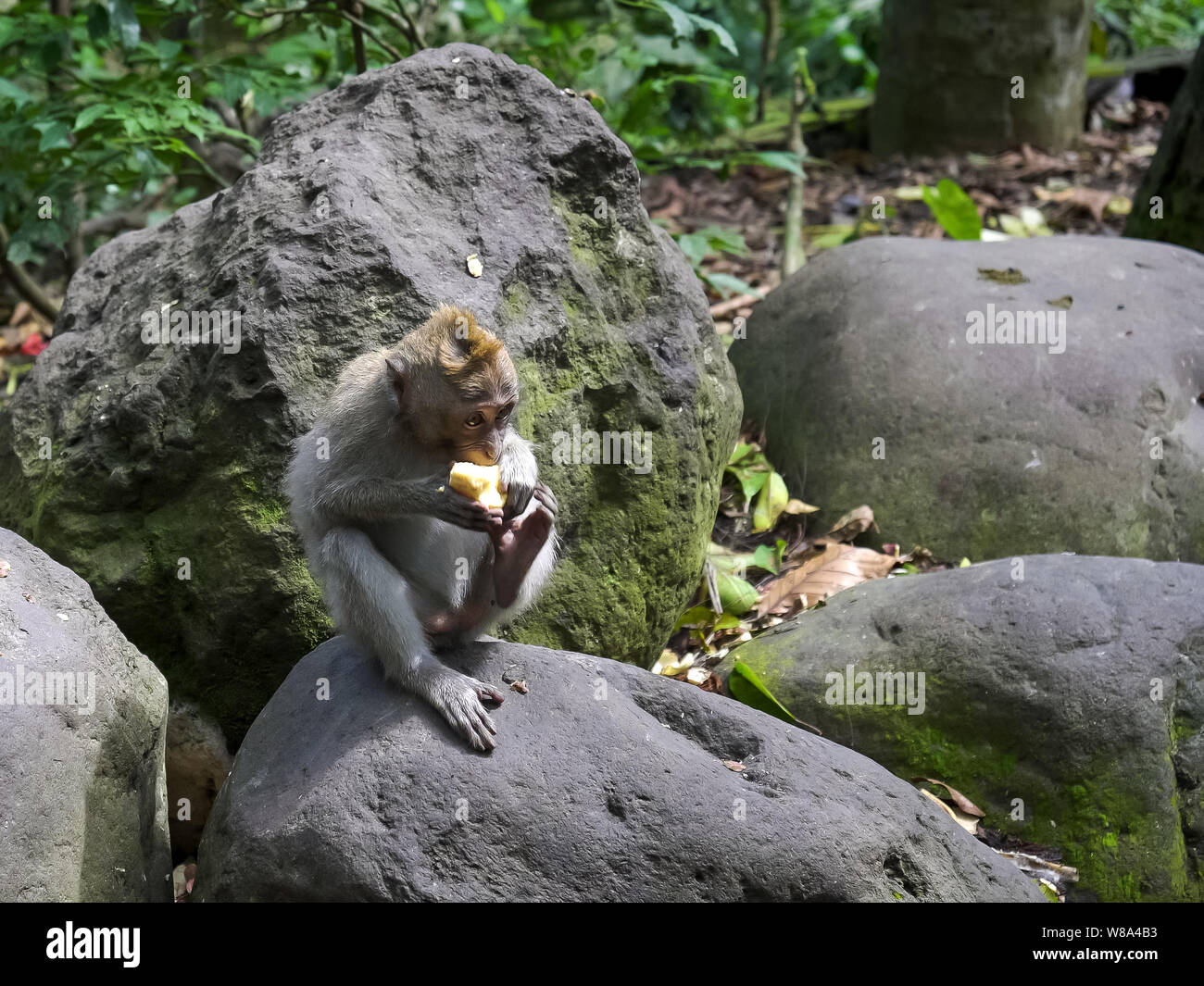 a macaque eating sweet potato at ubud monkey forest, bali Stock Photo ...