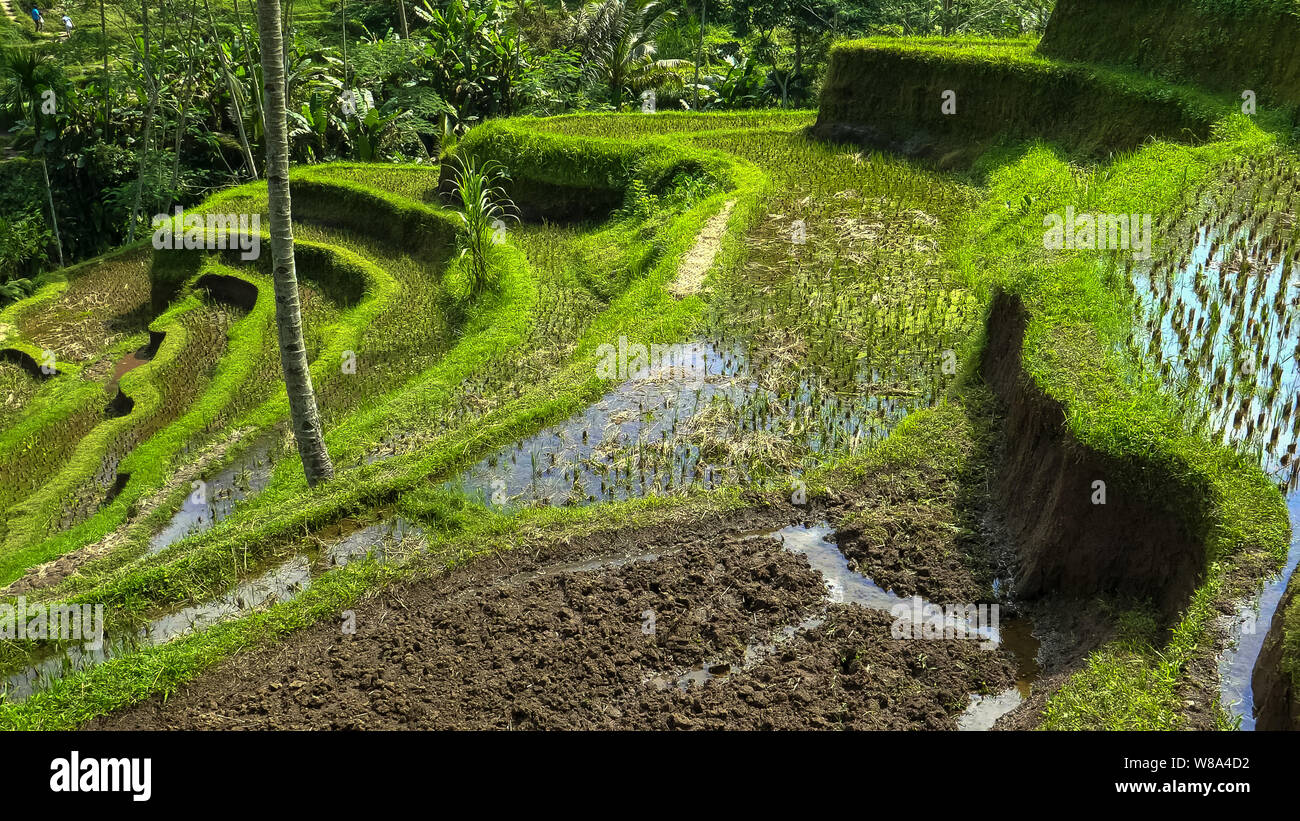 high shot of rice terraces at tegallang, bali Stock Photo - Alamy