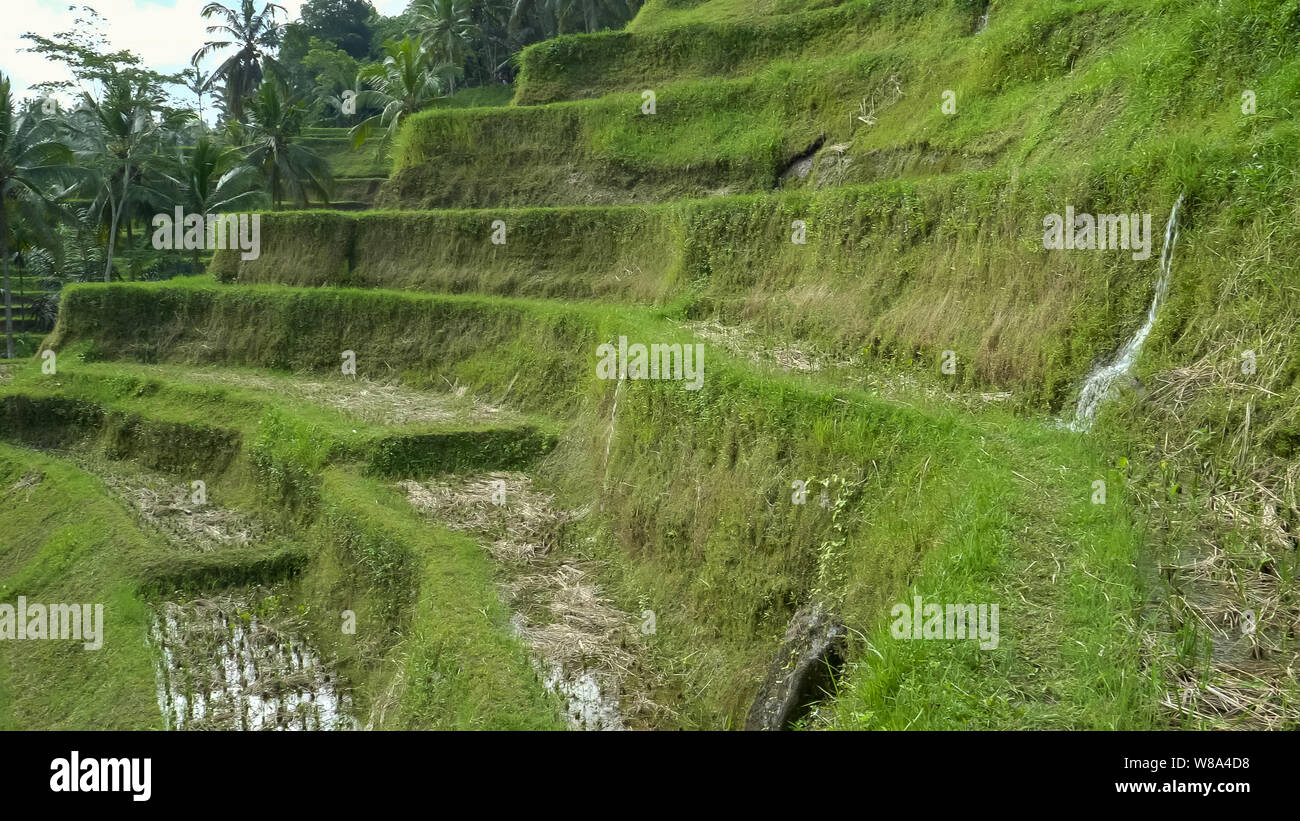 ancient rice terraces at tegallang in bali Stock Photo - Alamy